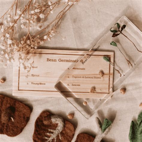 Bean Germination By Our Earth Life