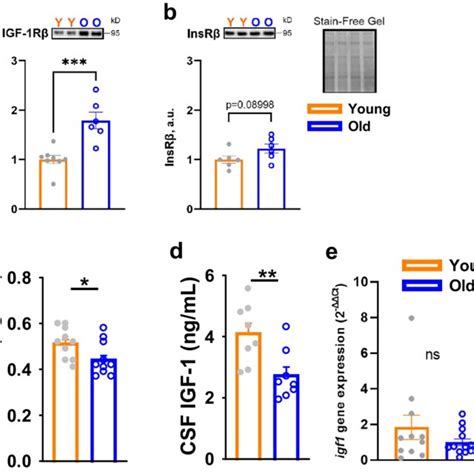 Ex Vivo Insulin Exposure In Rat Cerebral Cortex And Hippocampus And Download Scientific Diagram