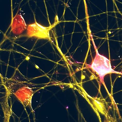 Interconnectivity The Anglican Parish Of Hamilton