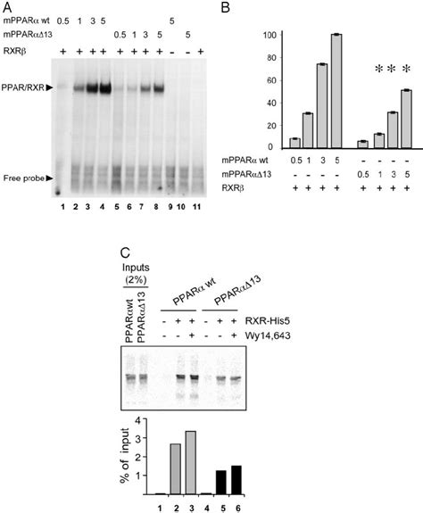 Dna Binding And Heterodimerization With Rxr Of The Truncated Mutant