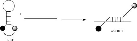 53 Representative Scheme Of Molecular Beacon Type Probes In The