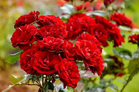 Rosen Sommer Garten - Kostenloses Foto auf Pixabay - Pixabay