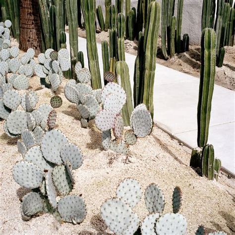 Patrick Strattner Photography Community Art Photography Coachella