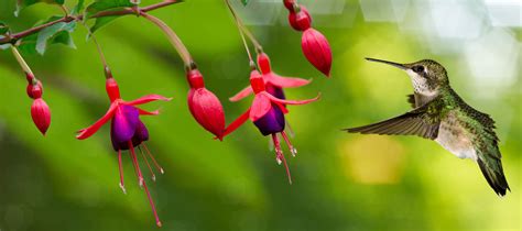 Online Catholic Mass Videos Tv