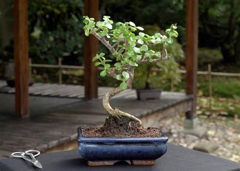 Care Guide For The Jade Bonsai Crassula Portulacaria Bonsai Empire