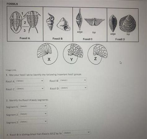 Image Link Use Your Fossil Lab To Identify The Chegg