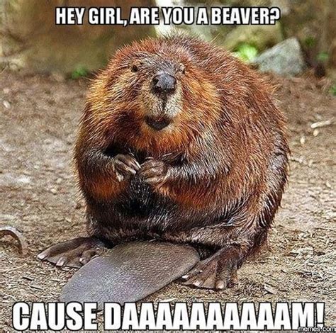 The 21 Funniest Beaver Memes For Those Who Do Give A Dam