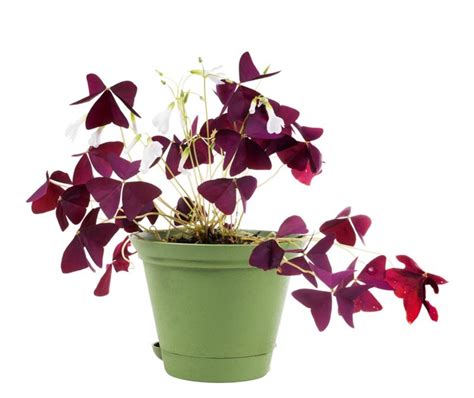 Цветы кислица комнатная 57 фото