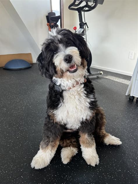 Tuckers First Birthday Rbernedoodles