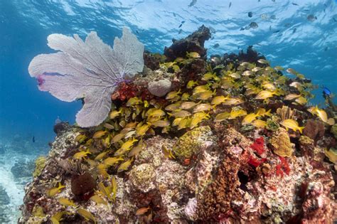 6 Tank Musa Andor Reef Dives Package 6 Shallow Dives For Certified