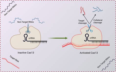 Programmable Rna Targeting With Crispr Cas13 Pmc