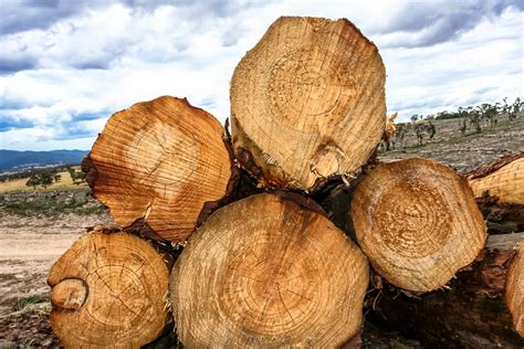 Challenges With Curbing Raw Log Exports Truck Loggers Association