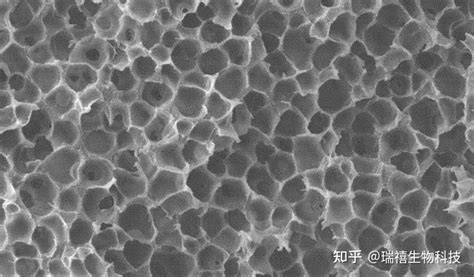 双酶交联透明质酸水凝胶负载bmsc骨髓间充质干细胞 透明质酸水凝胶负载bmscs Bmp 2 知乎
