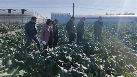 园艺所召开青花菜新品种‘沪绿70认定现场会 科技动态 新闻中心 上海市农业科学院