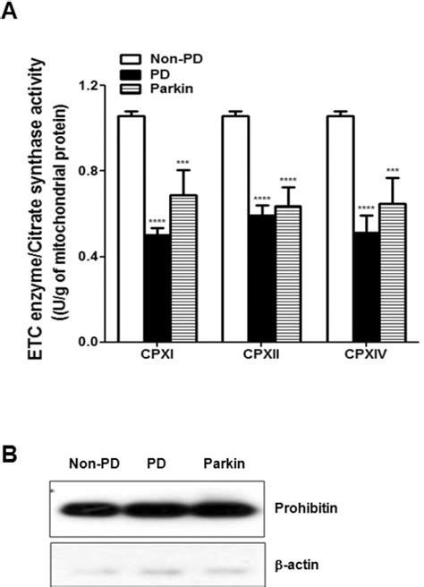 Reduction In The Mitochondria Complex I Ii And Iv Activities In Download Scientific Diagram