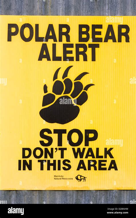 Danger Sign Polar Bears Churchill Manitoba Canada Hi Res Stock
