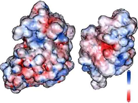 Electrostatic Potentials Calculated Using Delphi [113] Are Displayed Download Scientific