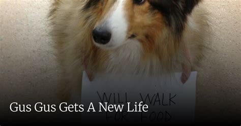 Gus Gus Gets A New Life