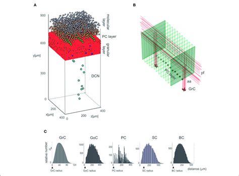 Cell Placement And Network Architecture A The Cells Are Placed In Download Scientific