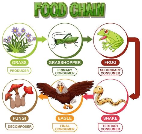 Premium Vector Food Chain Diagram Concept Food Chain Food Chain