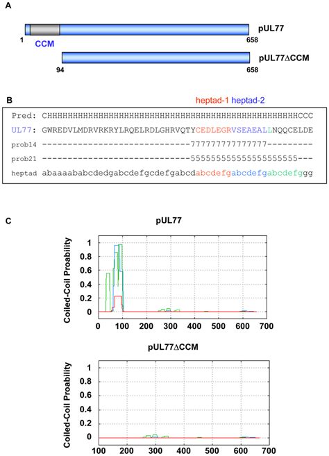 Coiled Coil Motifs And Secondary Structure Predictions Of Pul77 A Download Scientific