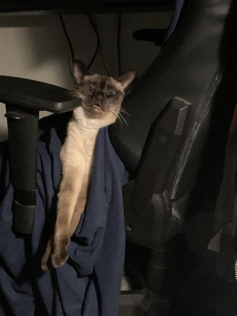 This is what she does every time she sees my feet. : r/AnimalsBeingDerps