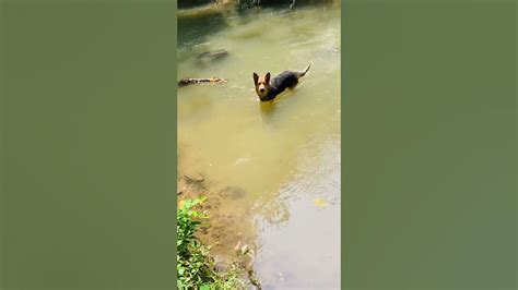 අන්තිමට වෙනදේ බලන්නකෝ වීඩියෝ කරන එක පැත්තකින් තියලා දුවන්න තමයි උනේ 😆😆 ️‍🩹 ️‍🩹 Youtube