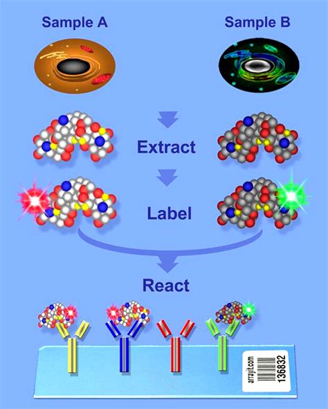 Arrayit Protein Labeling Kits Reactive Amines Fluorescence Cell Extracts Microarrays Life