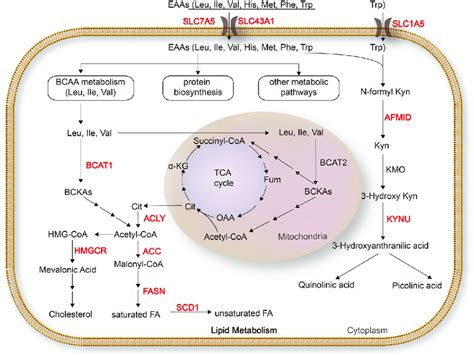 Myc Regulation Of Essential Amino Acid And Lipid Metabolism Myc Download Scientific Diagram