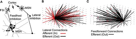 Frontiers Lateral And Feedforward Inhibition Suppress Asynchronous Activity In A Large