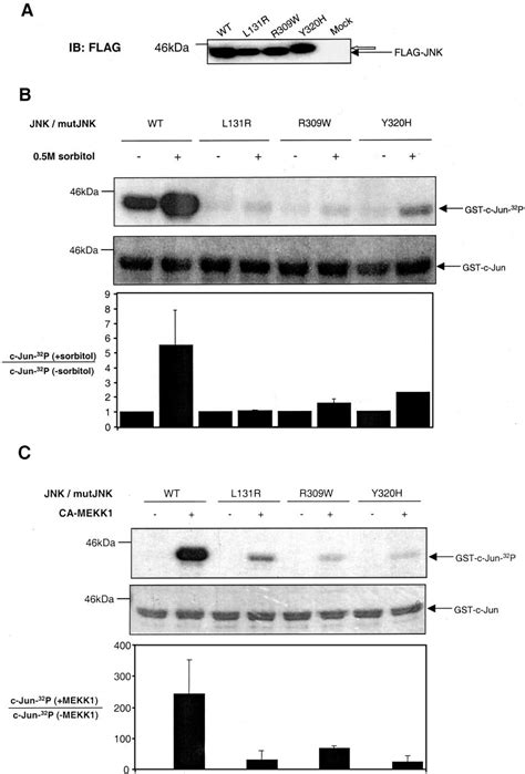 Mutant Jnk Proteins Were Not Activated Efficiently By Hyperosmolarity Download Scientific