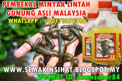 PEMBEKAL MINYAK LINTAH TRADISI GUNUNG ASLI : MINYAK LINTAH GUNUNG ASLI ...
