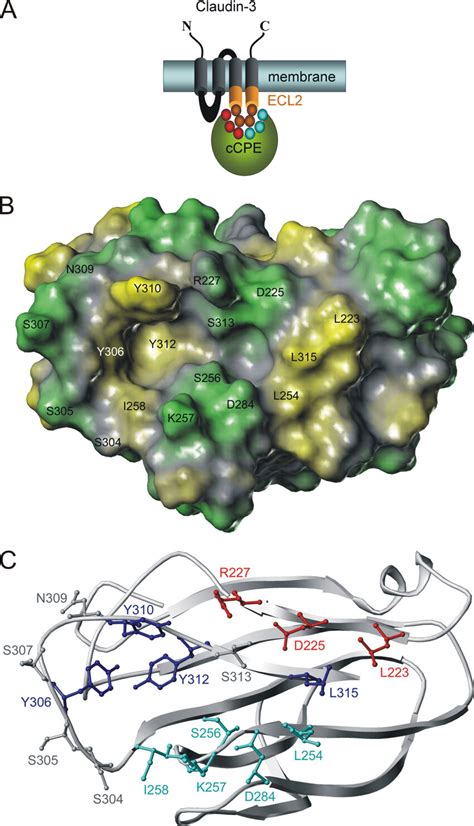 putative binding pocket for claudins on surface of ccpe structure pdb
