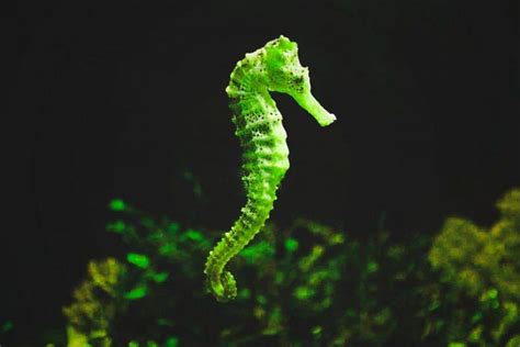 D Nde Viven Los Caballitos De Mar