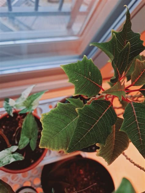 포인세티아 무늬 싱고 질문 지식in