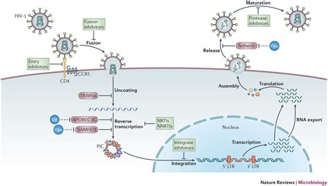 How To Draw A Diagram For A Biological Pathway Researchgate
