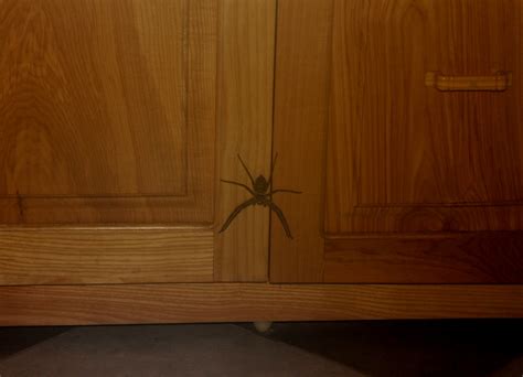 Gigantor Ziggyseamstress