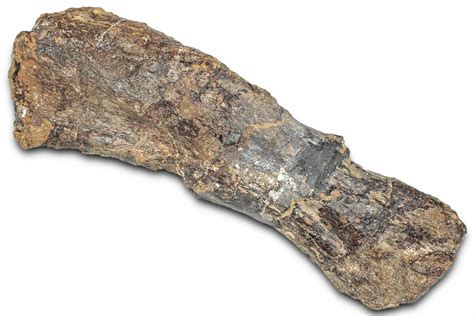 9 2 Fossil Sauropod Camarasaurus Metacarpal Hand Bone Wyoming 325125 For Sale