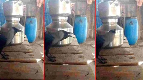 Crow Viral Video మాట్లాడే కాకిని ఎప్పుడైనా చూశారా వీడియో చూస్తే