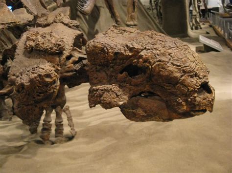 All About Euoplocephalus