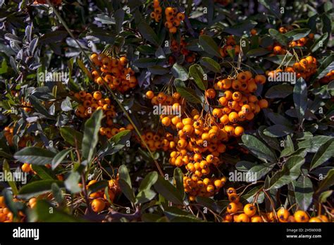 Orange Berries On A Tree In Front Of The House The Berries Are Illuminated By The Autumn Sun