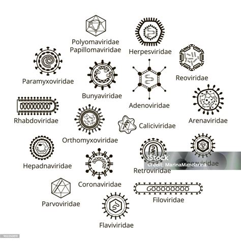 Classification Of Viruses Stock Illustration Download Image Now