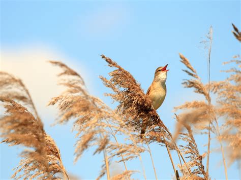 Rspb Minsmere Nature Reserve Aldeburgh Suffolk