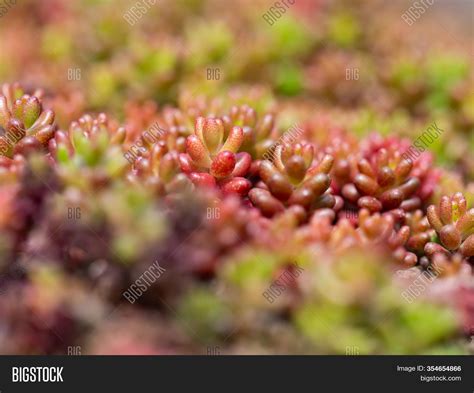 Sedum Album White Image Photo Free Trial Bigstock