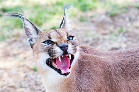 10 Interesting Facts About The Caracal