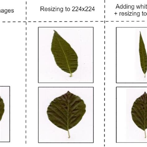 Pre Processing Applied To The Dataset Download Scientific Diagram