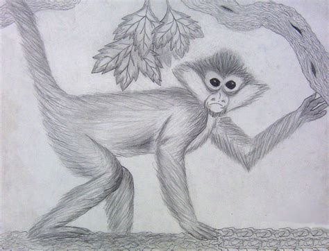 Spider Monkey Drawing Hot Sex Picture