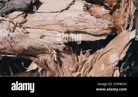 Decay Wood Texture Stock Videos And Footage Hd And 4k Video Clips Alamy