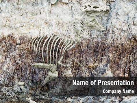 Dinosaur Fossil Template Worksheet24