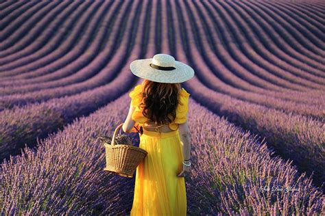 프로방스 발랑솔의 라벤더밭